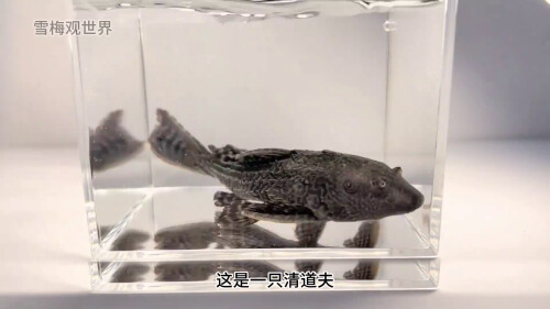 清道夫遇到消毒片,竟然变成小黄鱼,太震惊了