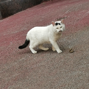 喵叽叽咕咕1 