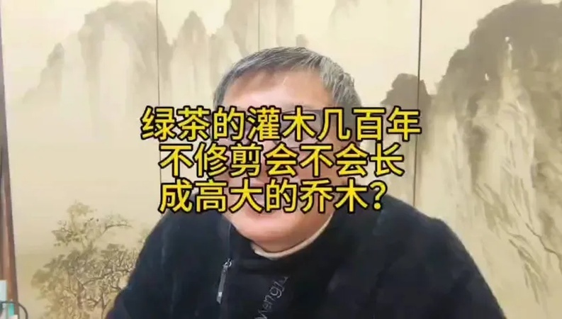 "绿茶的灌木几百年不修剪会不会长成高大的乔木?