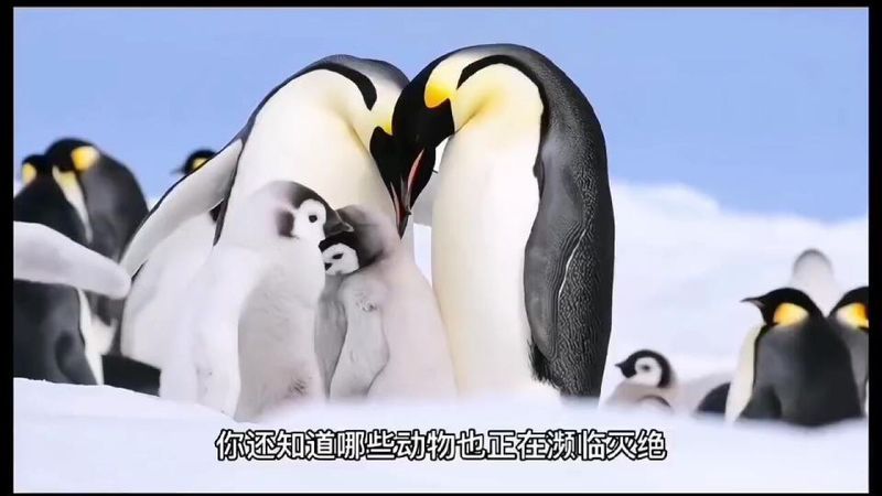 盘点我国的几种珍稀动物