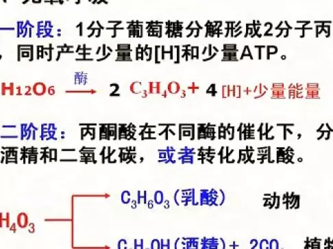 汉水丑生  高中生物 必修一 细胞呼吸