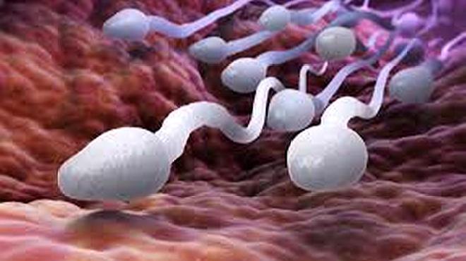 精子进入女性体内后,会经历哪些事情?千万别脸红快来看看吧