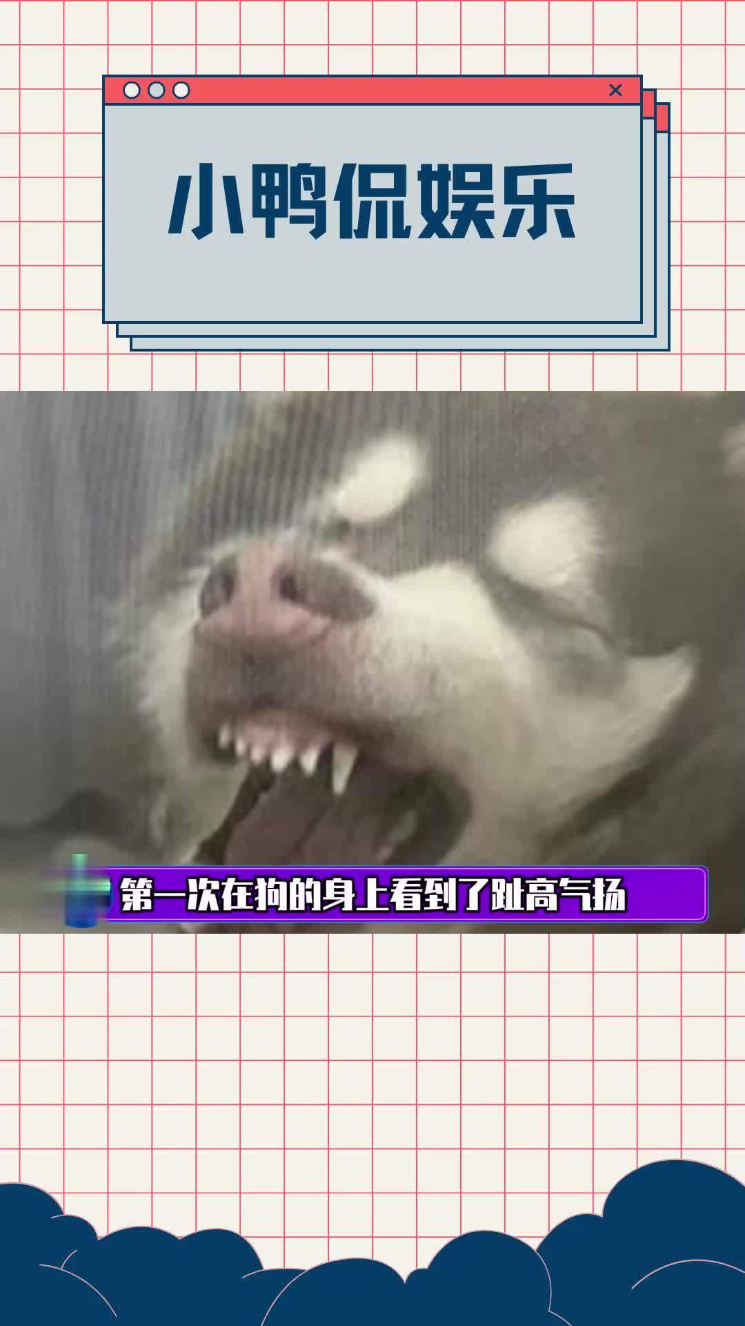 这狗是不是学过礼仪