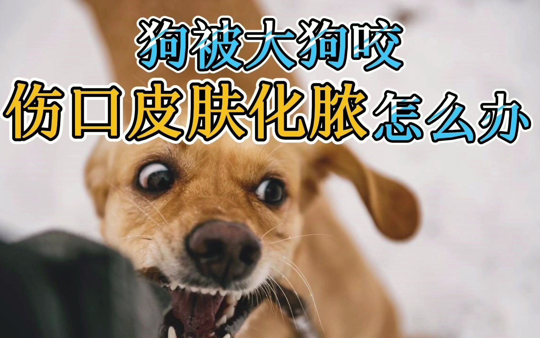 狗被大狗咬伤口皮肤化脓怎么办
