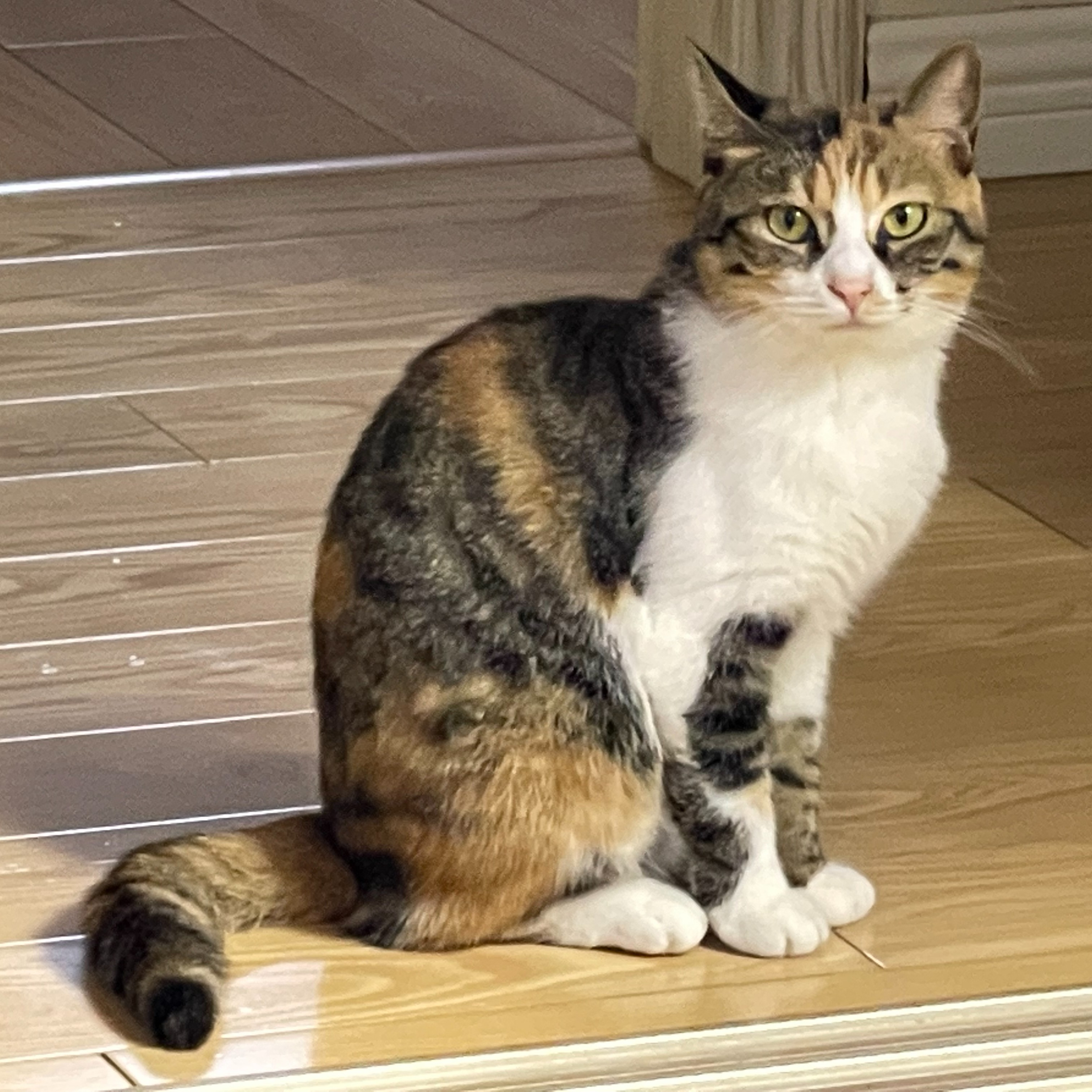 三喵在B站聊托福 