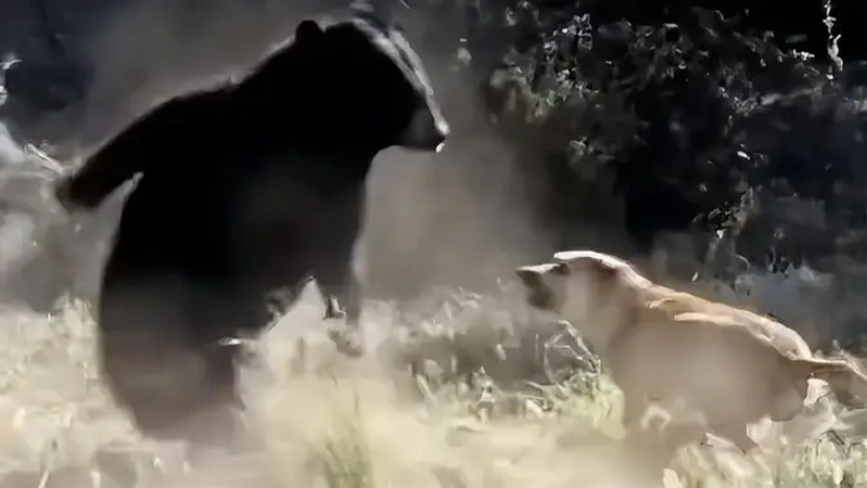 田园犬大战黑狗熊