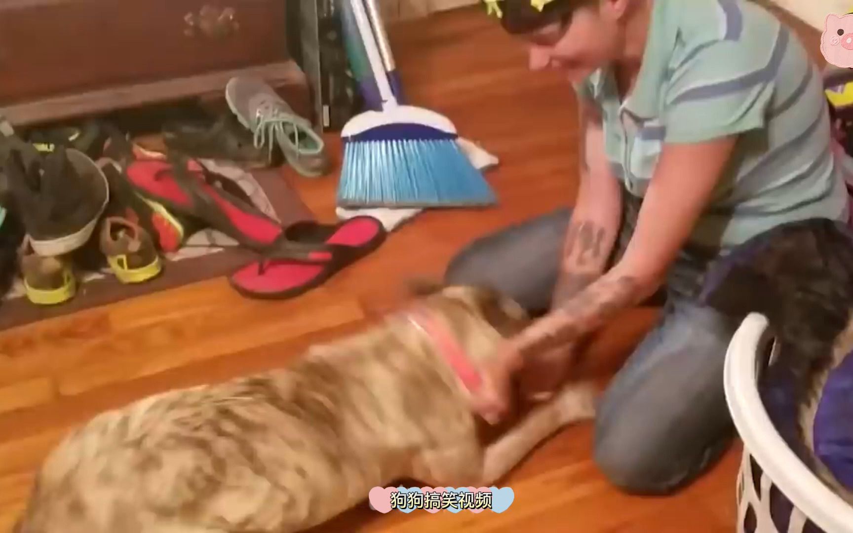 狗狗成精了 你和我一样吗狗狗搞笑大全 {狗狗视频搞笑} 萌宠搞笑