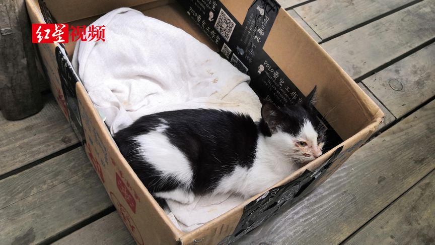 小区里的流浪猫接连死去,住户怀疑有人恶意投毒?