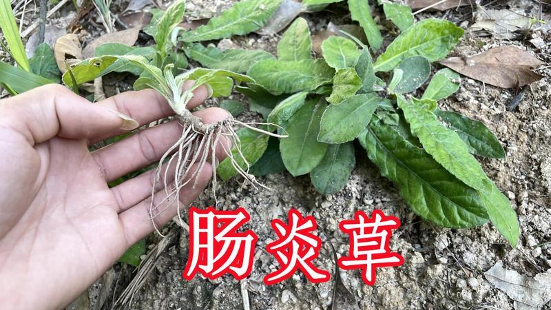 民间老人说的“肠炎草”,外省人不认识,有很多地区会生长