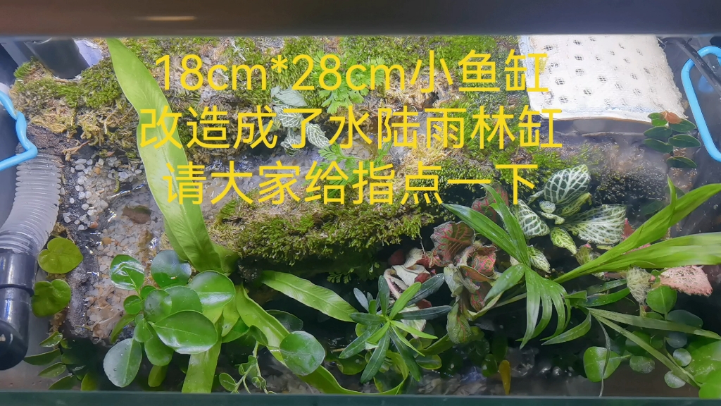 18*28cm小鱼缸改造水陆雨林缸
