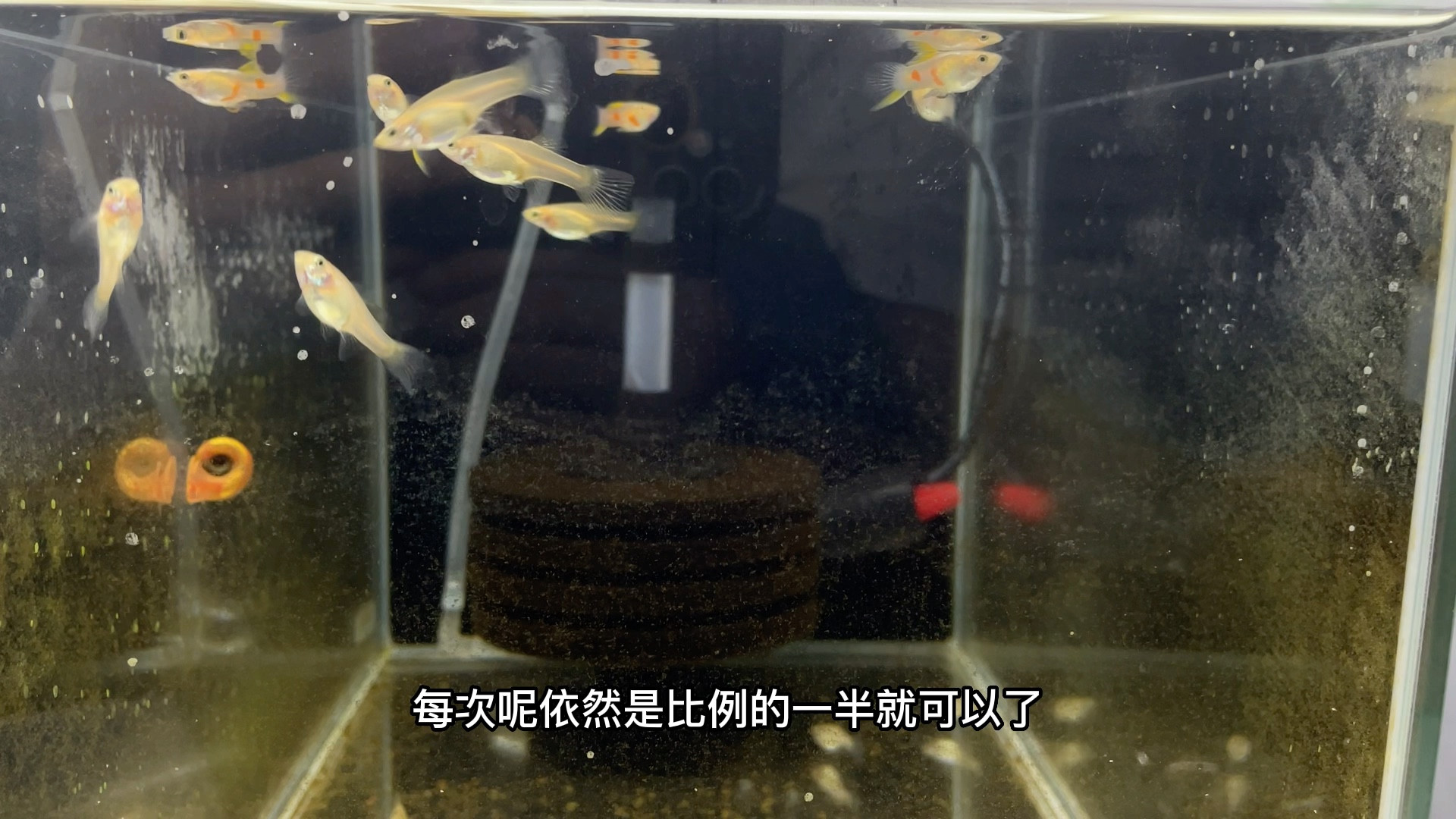硝化细菌不能加多,加多对鱼和水质都有影响,日常维护这样用就行