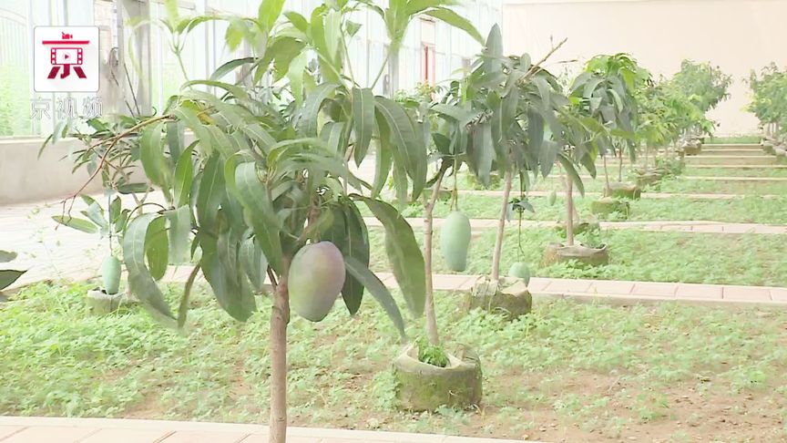 好吃又好玩!把苹果树、芒果树种在家里的盆景快来了解一下!