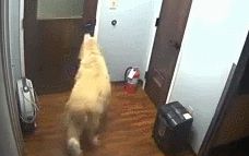 今天我们来观察一只会越狱的狗