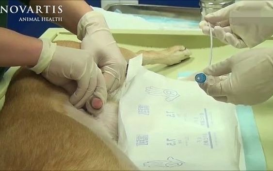 公犬导尿技术操作