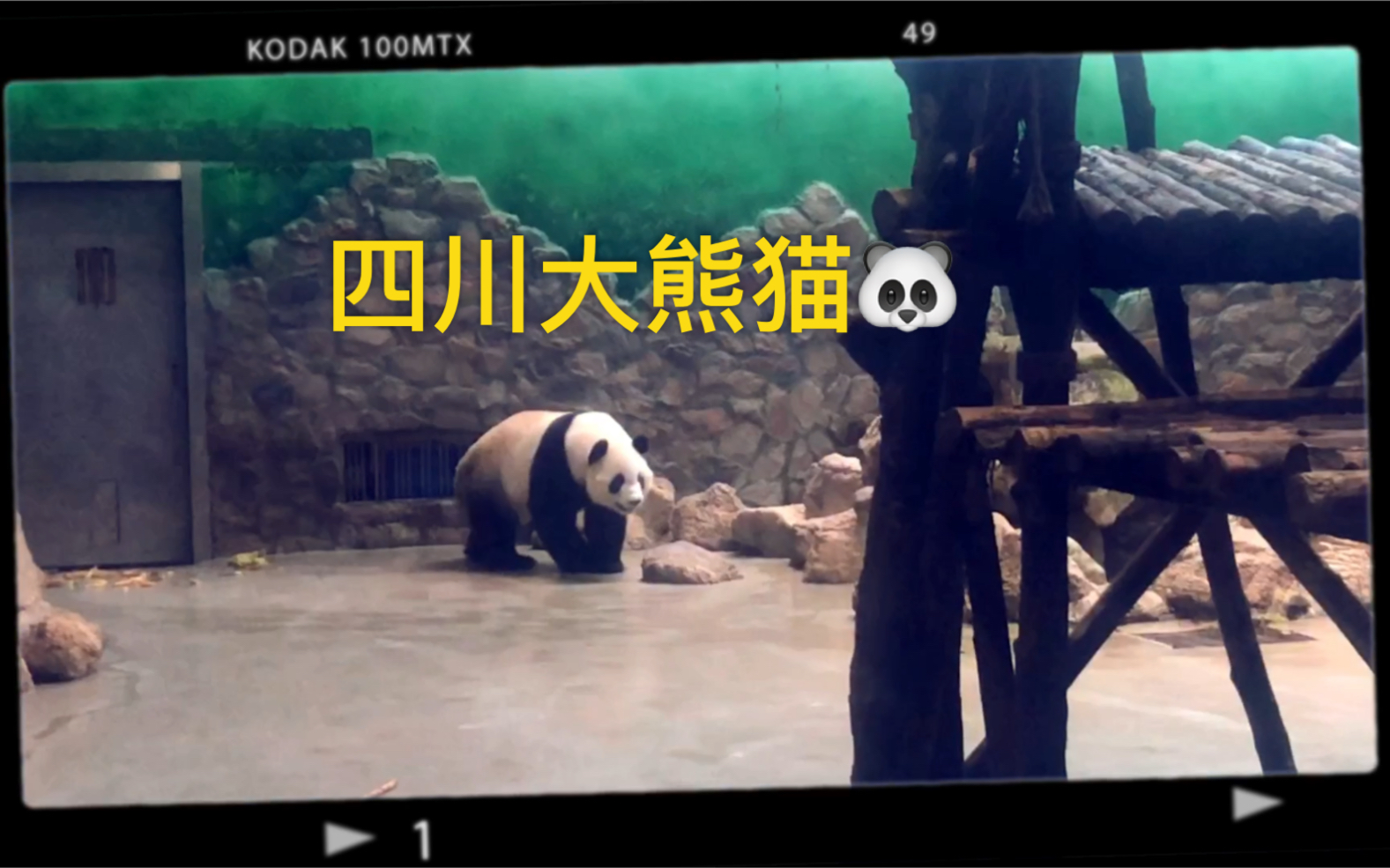 四川成都大熊猫繁育研究基地可爱熊猫宝宝