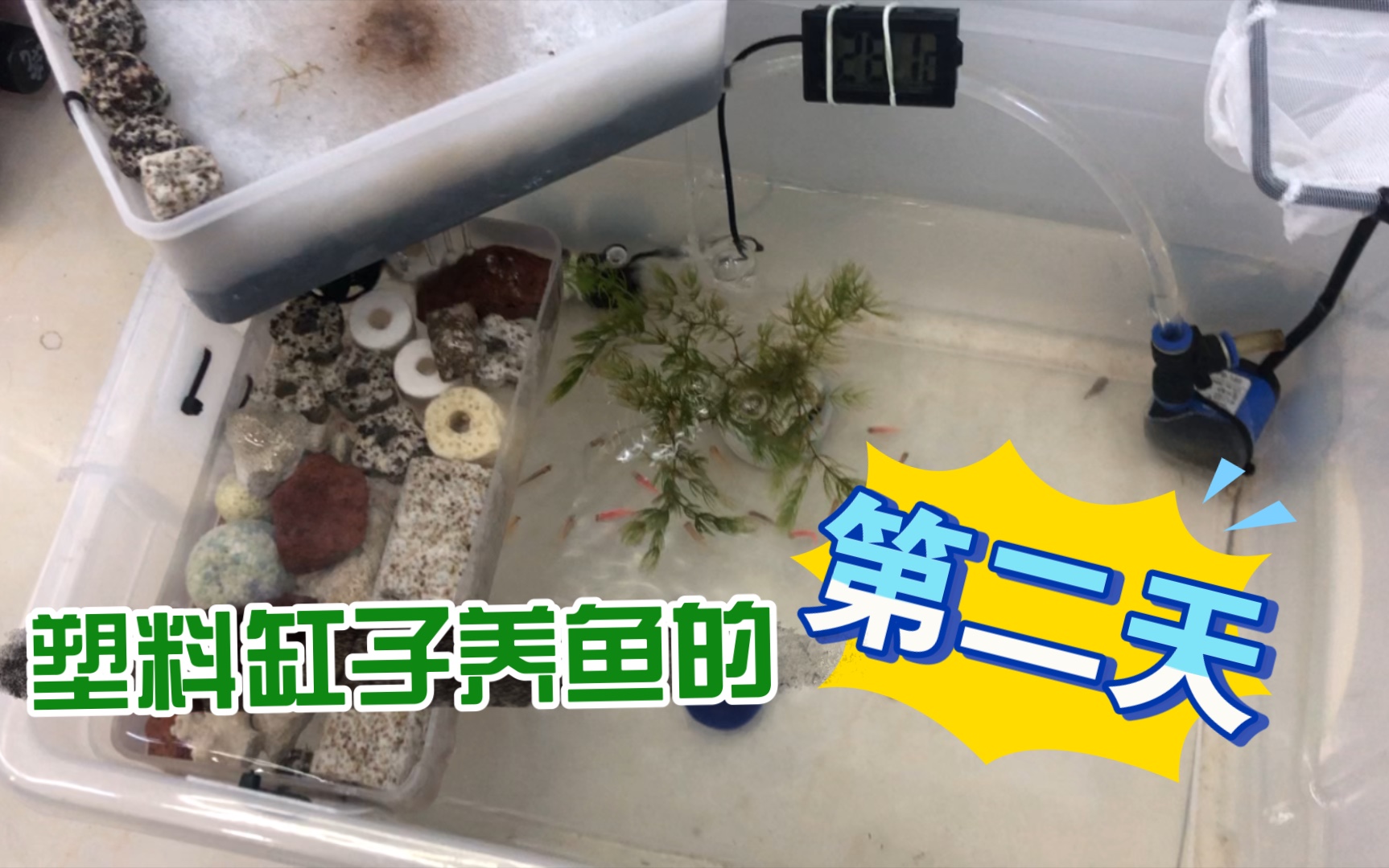 用收纳箱养鱼的第二天,再介绍两只病号