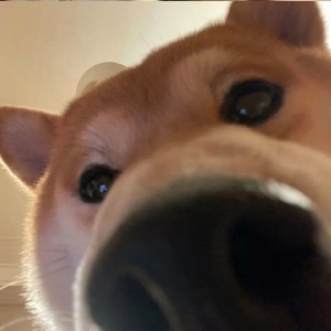 蜣螂君 