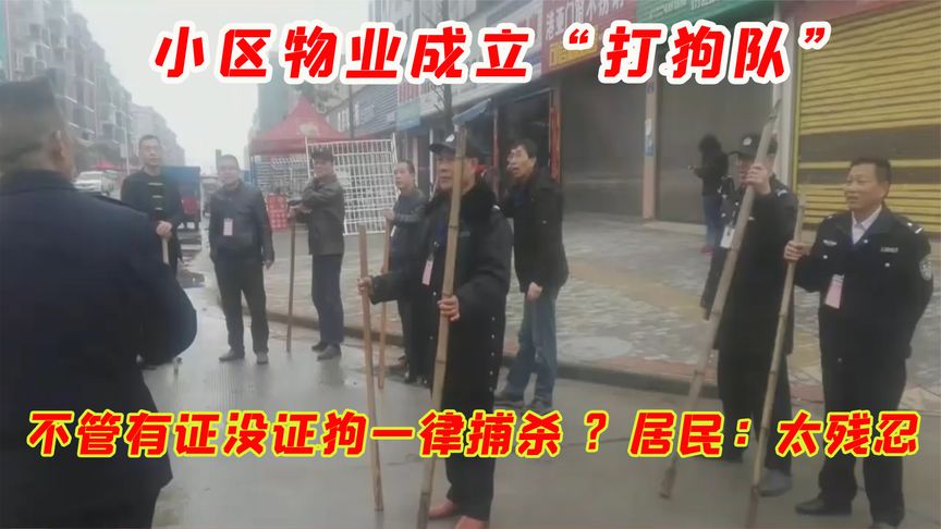 小区物业成立“打狗队”,不管有证没证一律捕杀,居民:太残忍了