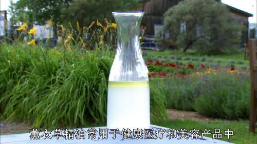 《造物百科》薰衣草精油的制造过程