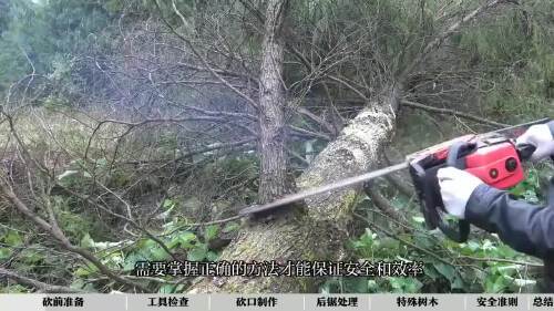 砍树有绝招!学会这招效率翻倍,一天能砍一片林