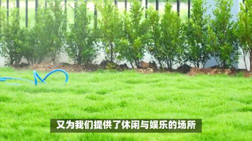 小区绿化草坪是什么草
