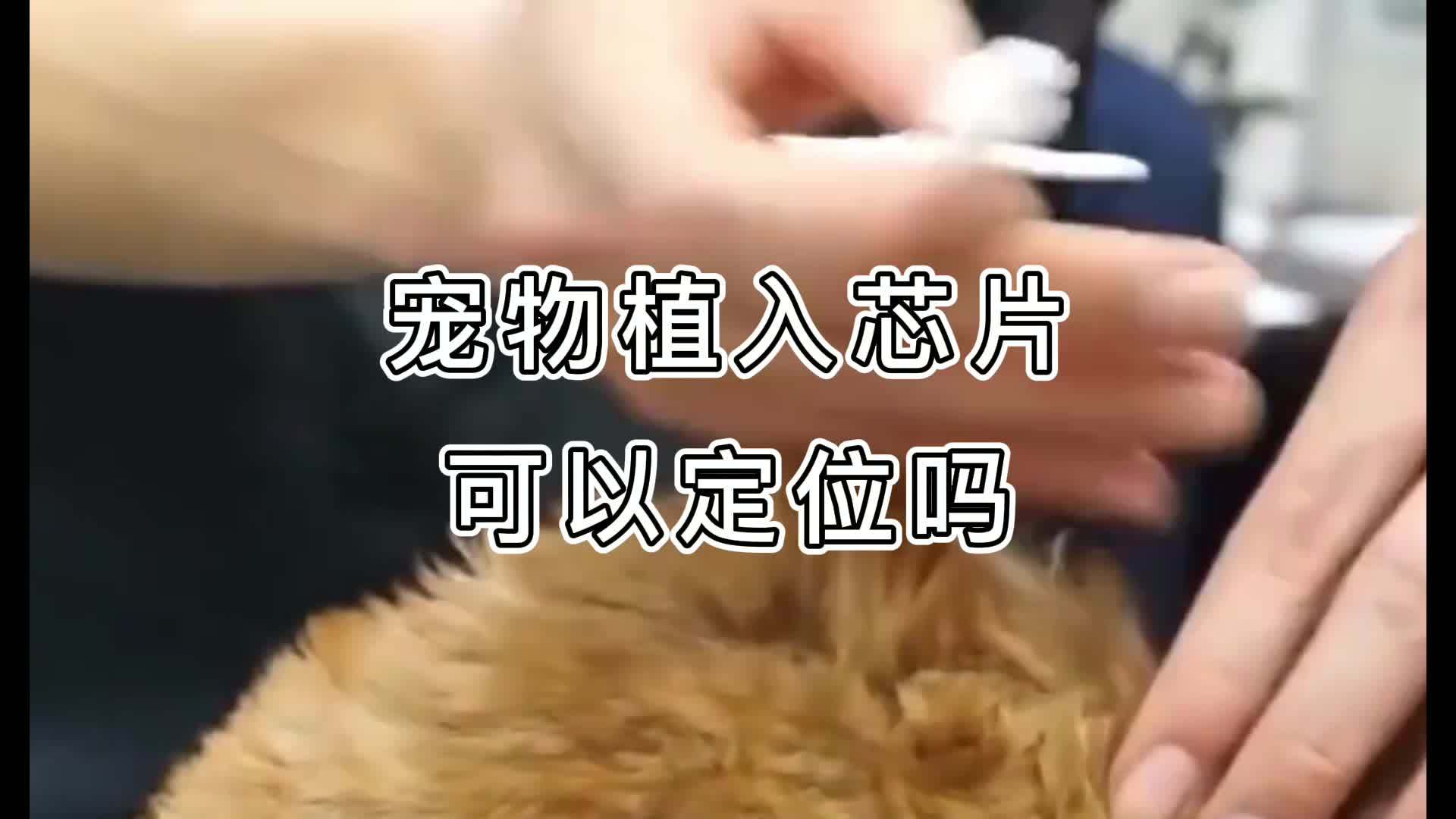 快问快答|RFID宠物电子芯片植入后能够给宠物定位吗?