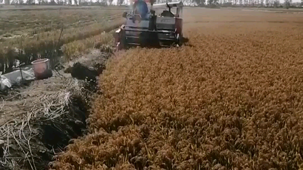 种植与养殖的最牛组合,稻蟹共生,最生态的大米,最肥美的河蟹