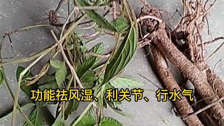 《本草图经》之桑枝