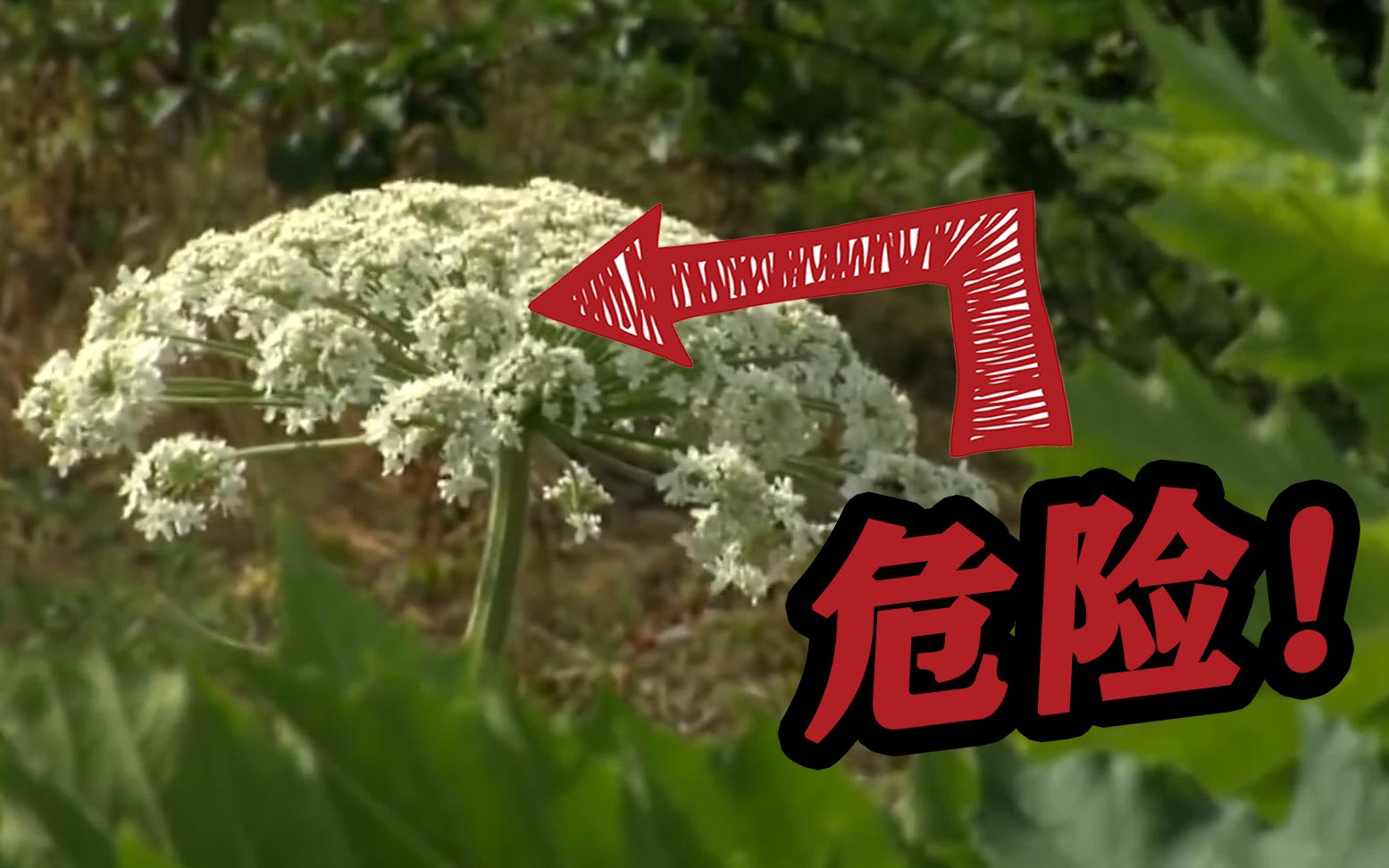 【科普】这些植物非常危险,接触可能致命!