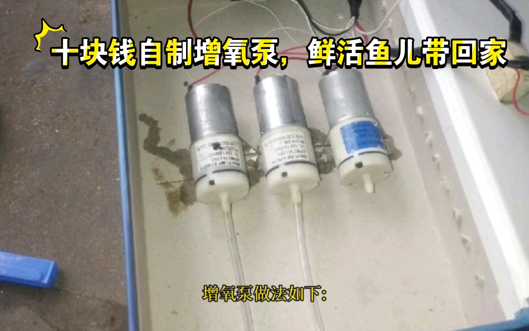 十块钱自制增氧泵,鲜活鱼儿带回家YYDS
