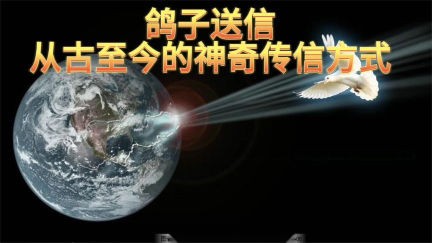 鸽子送信:从古至今的神奇传信方式