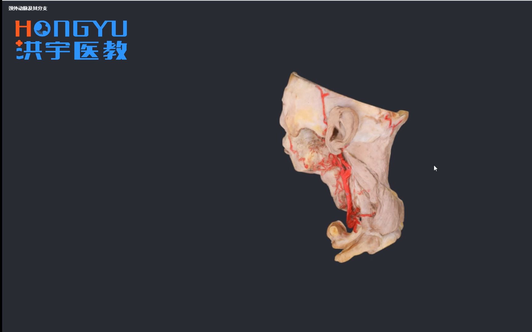 3D数字化标本模型库,洪宇医教医学数字化教学系列