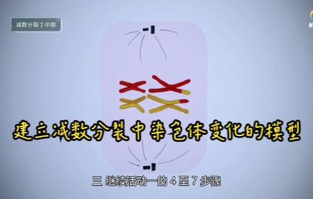 【实验视频】建立减数分裂中染色体变化的模型(必修2)