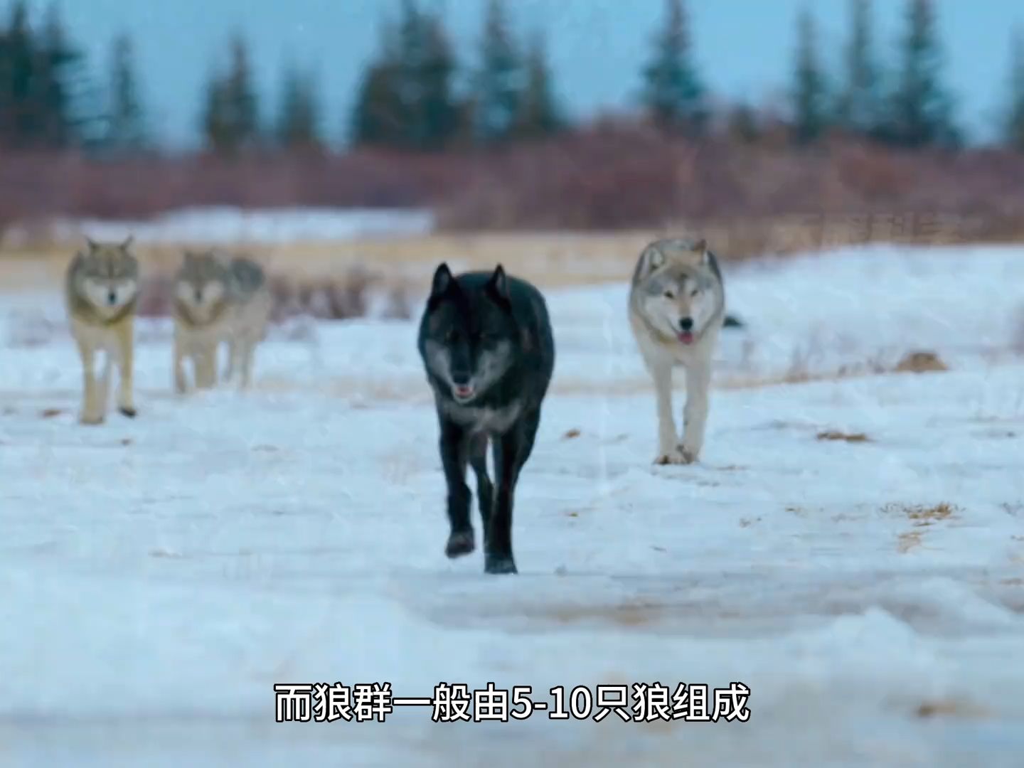 这张狼群站位图引起了热议,真实中的狼王到底站在哪?.