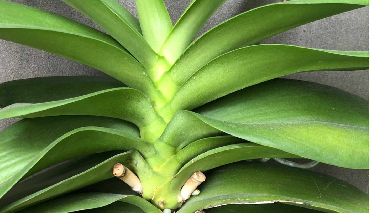 蝴蝶兰养护方法|茎部常见问题|茎腐的原因以及处理