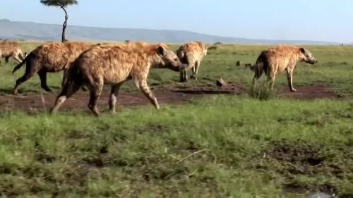 斑鬣狗的生活习性狩猎动物神奇动物斑鬣狗