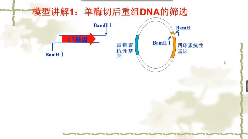 高考题基因工程单酶切后重组质粒的影印法筛选和蓝白斑法筛选