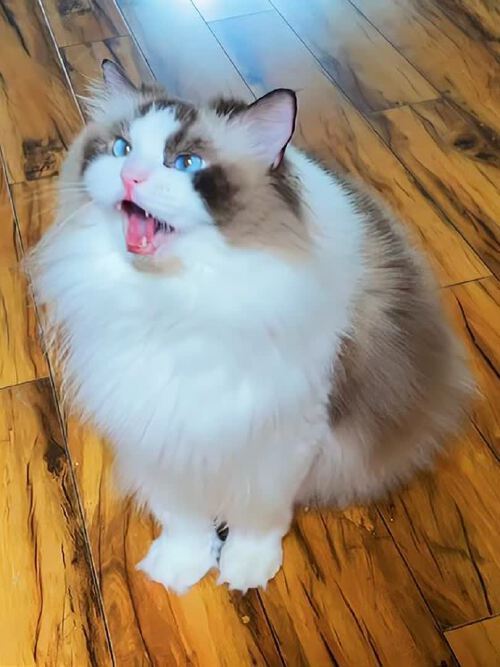 主动撒娇的小猫咪,都是目的性极强的!