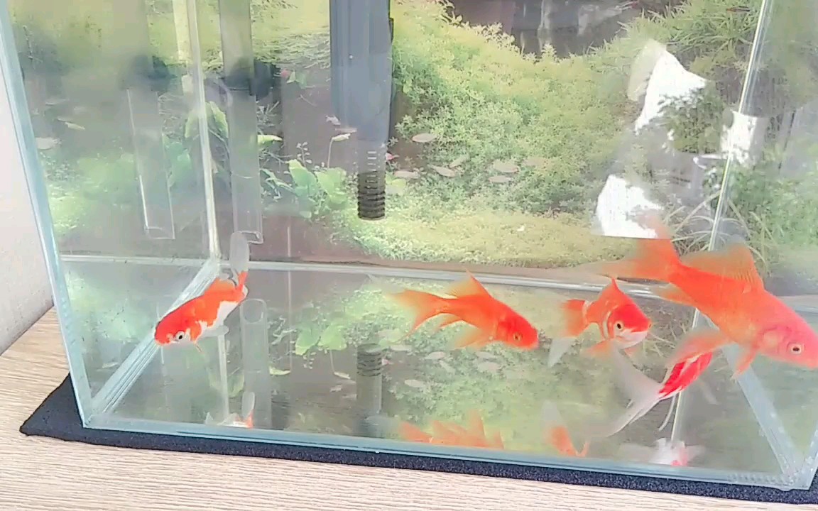 鱼缸加装602过滤桶 草金鱼状态良好