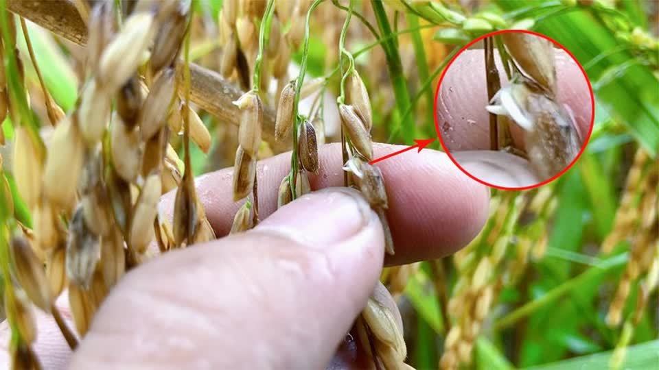 阿哥家乡连续下雨,田里没有收割的稻谷发芽了,农民太难了