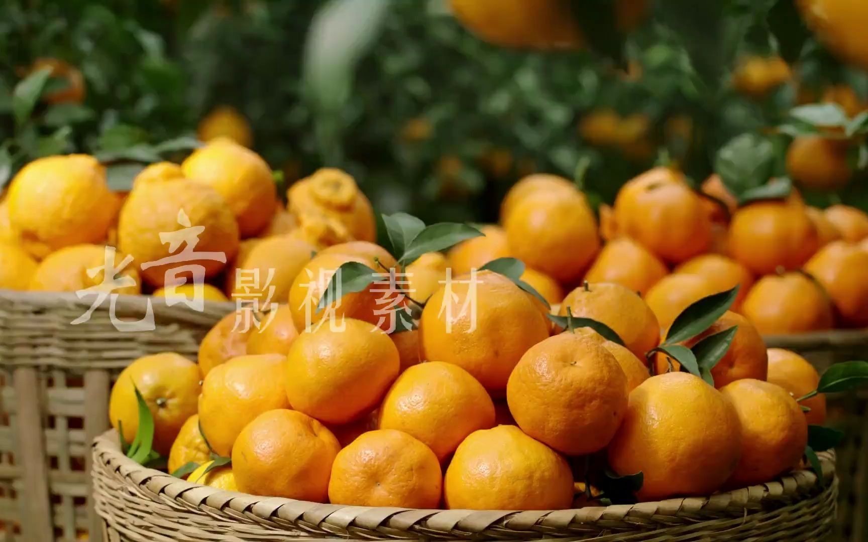 春橘 柑橘 橘子 农产品 农作物 果实 果农 生产基地 宣传片视频素材