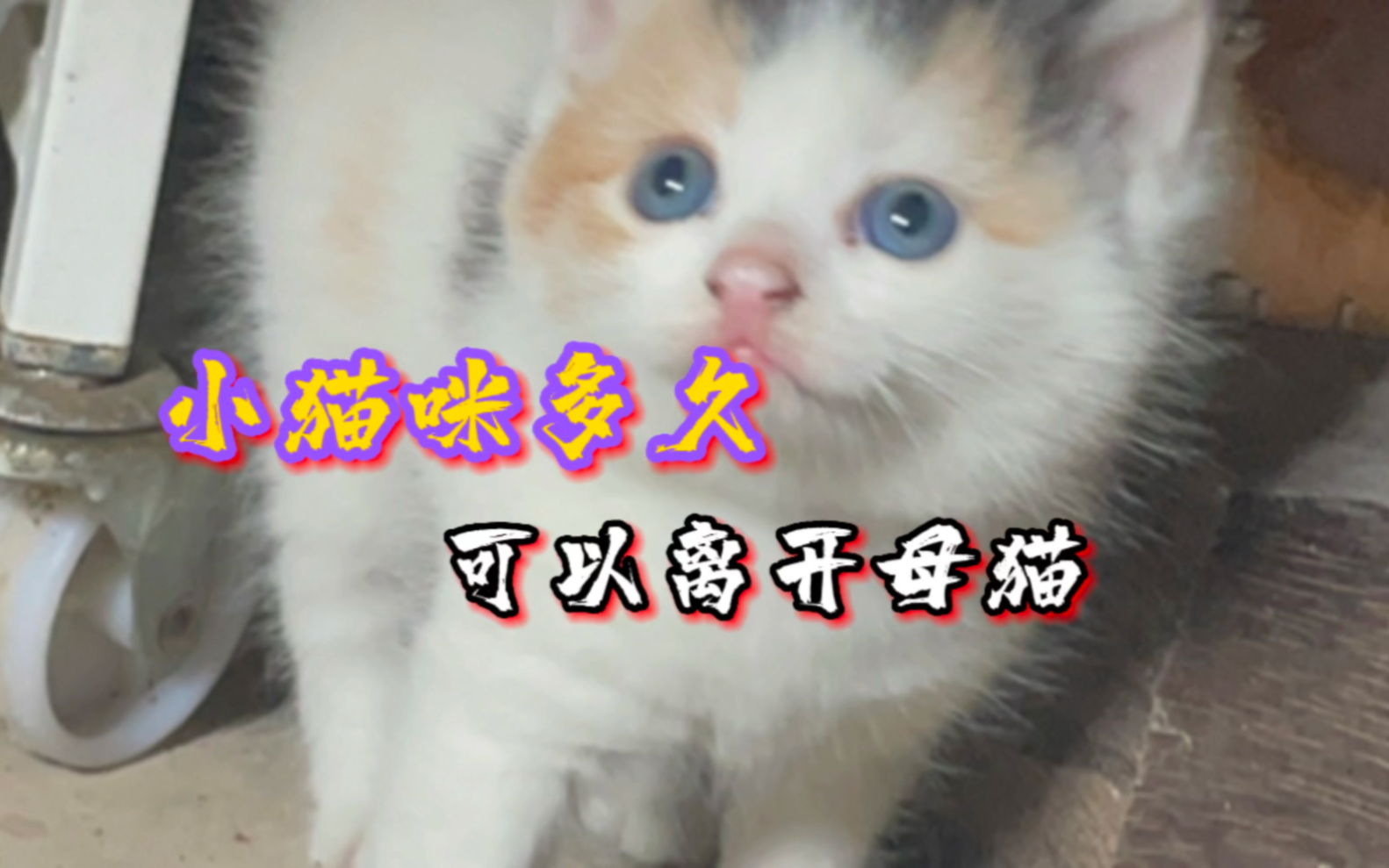 小猫一般多久断奶,多大离开猫妈妈独自生活#萌宠 #养猫知识 #养猫人