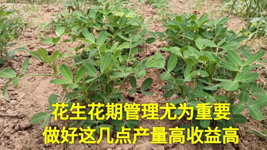 花生花期的管理一定要注意,做好这几点,花生高产收益高