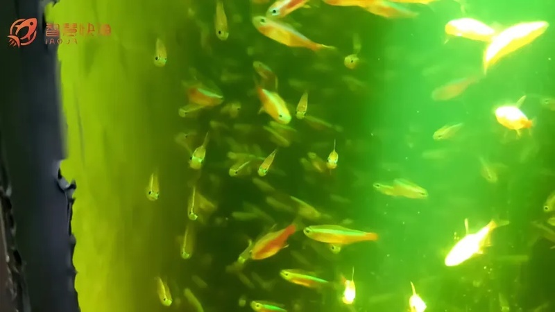 佛山上门测试鱼苗计数器准度,3次结果准度99