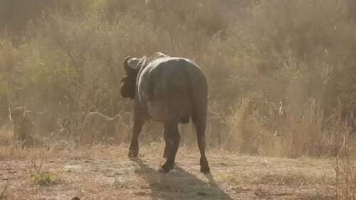 牛二单挑狮群救兄弟!生死瞬间的义气太炸裂