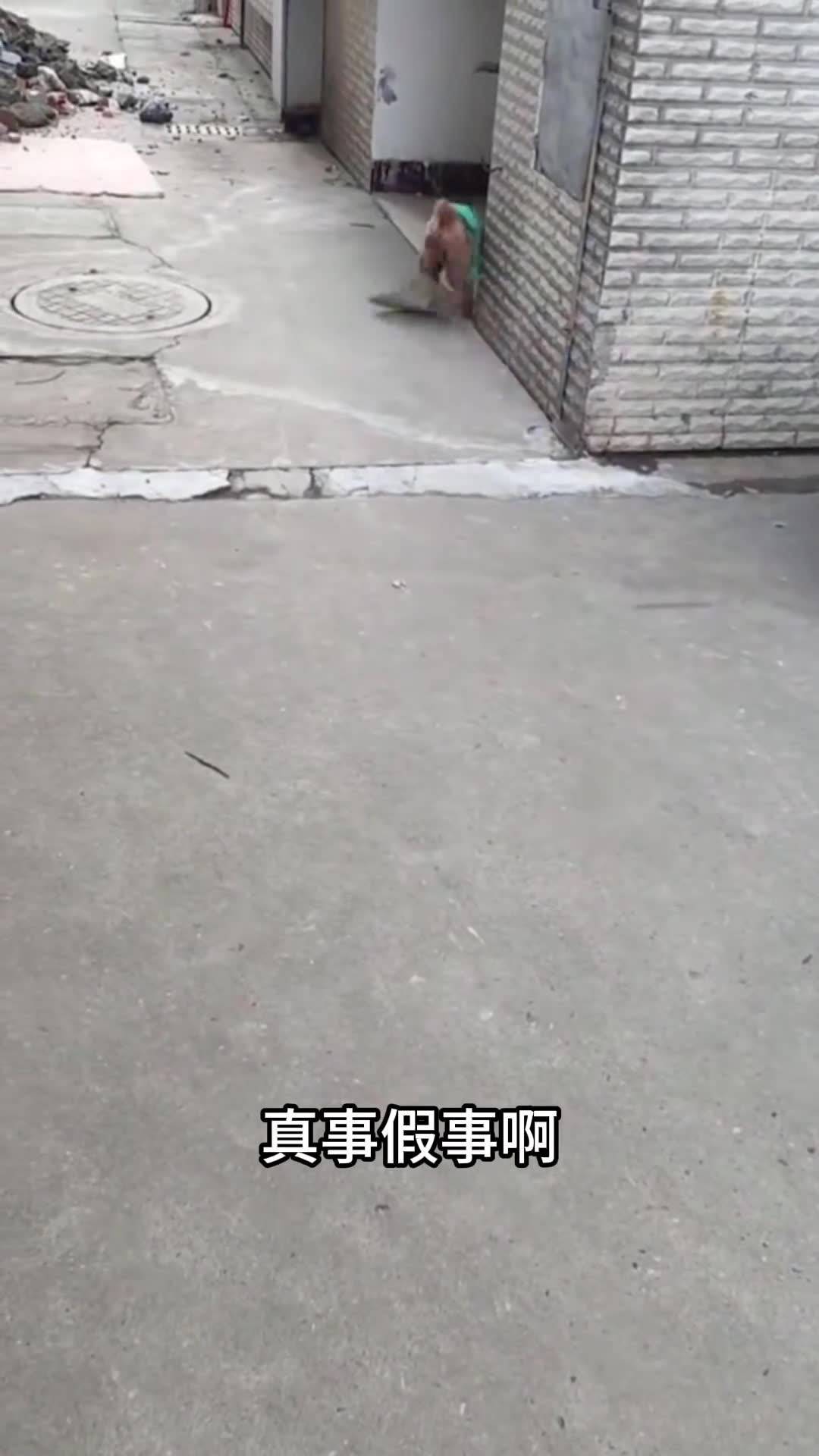 当一只狗狗拿着宣传单,兴奋的向你跑来