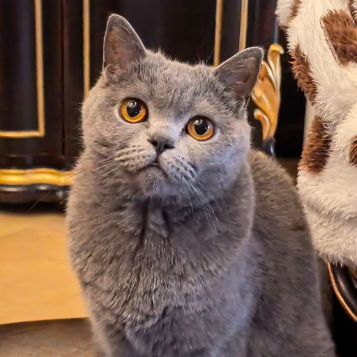 秦二世而亡不亦悲哉 