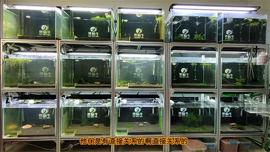 养水晶虾测试水体tds数值笔测评
