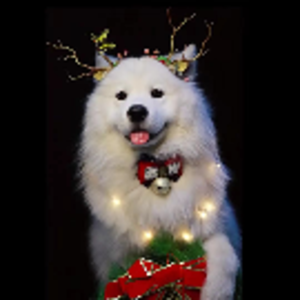 天上掉下个大白酱