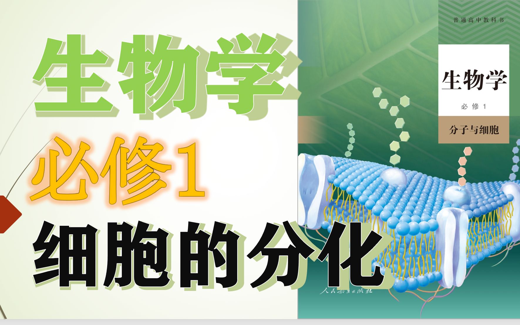 【生物必修1】第6章第2节细胞的分化【全】基因选择性表达人教版...